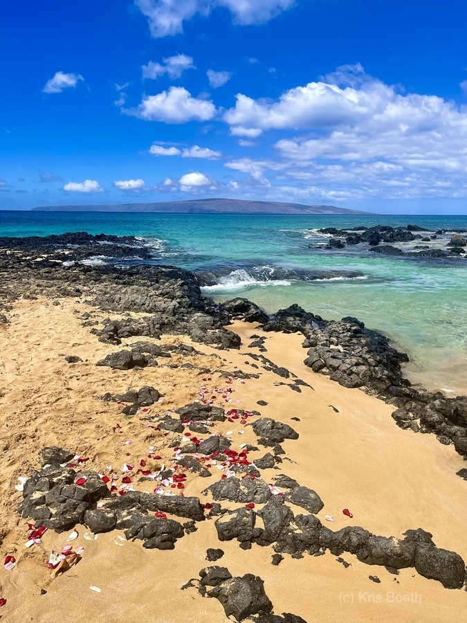 Petals & Paradise by Kris Booth Wall Art