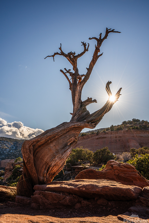 Juniper tree in Colorado National Monument by Kai Huang Wall Art