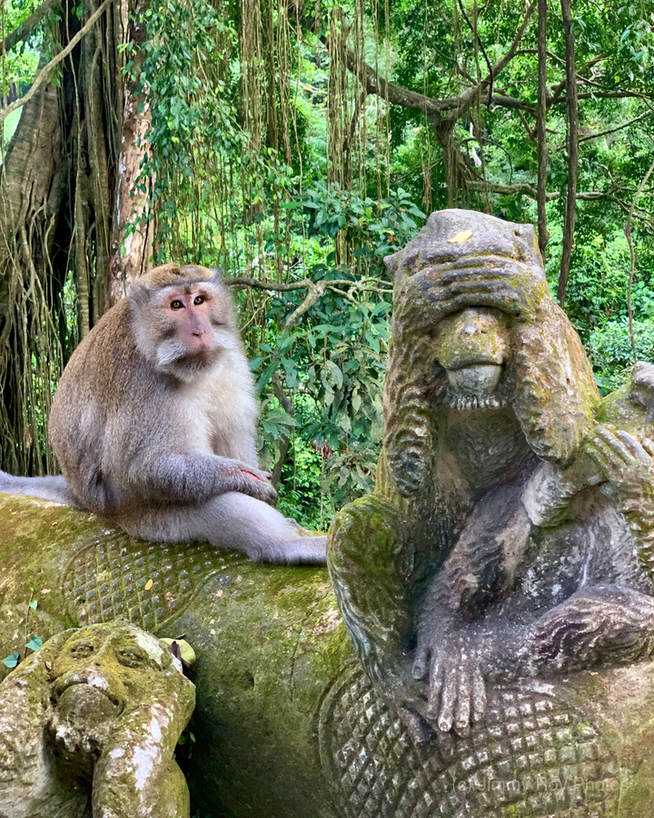 Are you for Real Monkey by Jimmy Roy Photos Wall Art