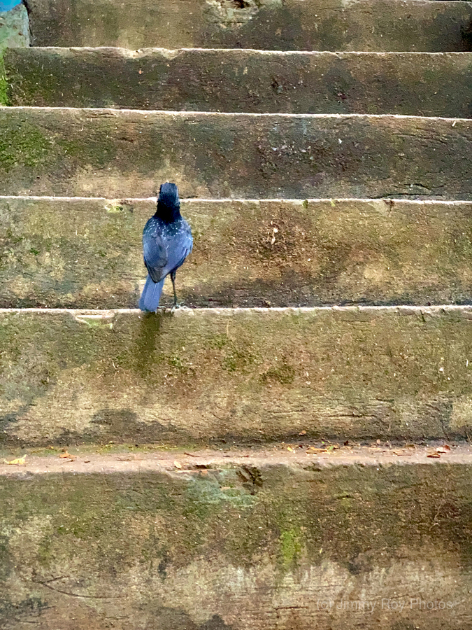 Bird Climbing the Stairs by Jimmy Roy Photos Wall Art