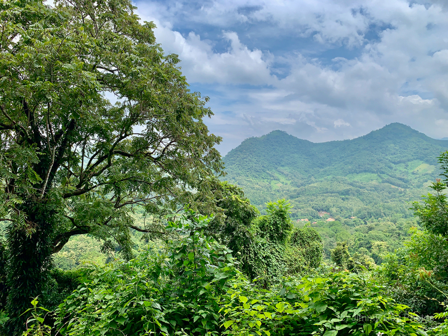 Jungle View by Jimmy Roy Photos Wall Art