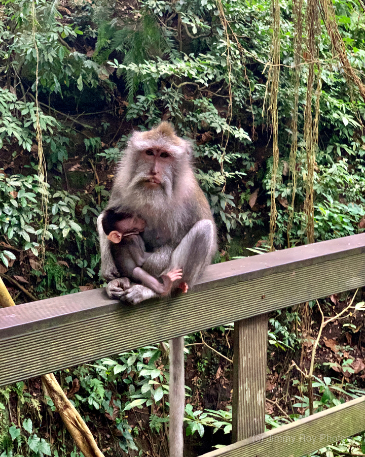 Mama Monkey by Jimmy Roy Photos Wall Art