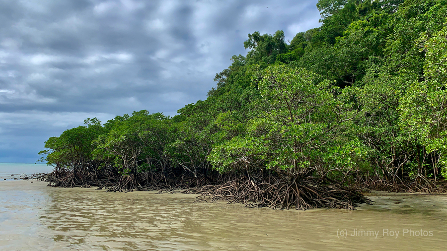 Mangroves by Jimmy Roy Photos Wall Art