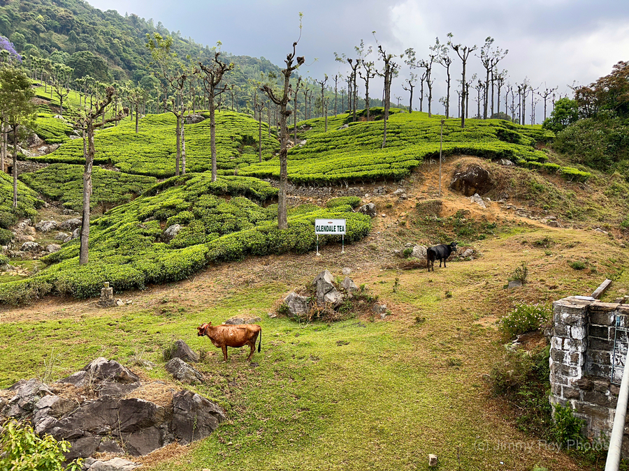 Toy Train Tea Plantations by Jimmy Roy Photos Wall Art