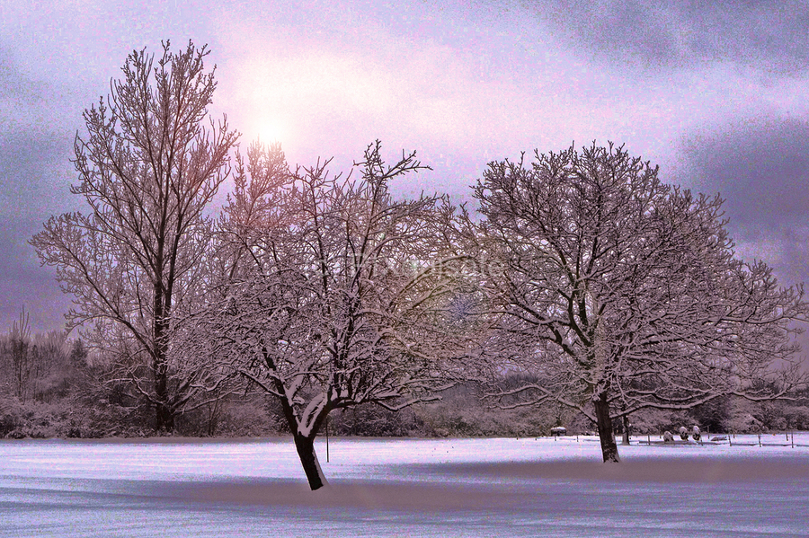 January Trees crop 2 version 1 Original size by PIXquisate Wall Art