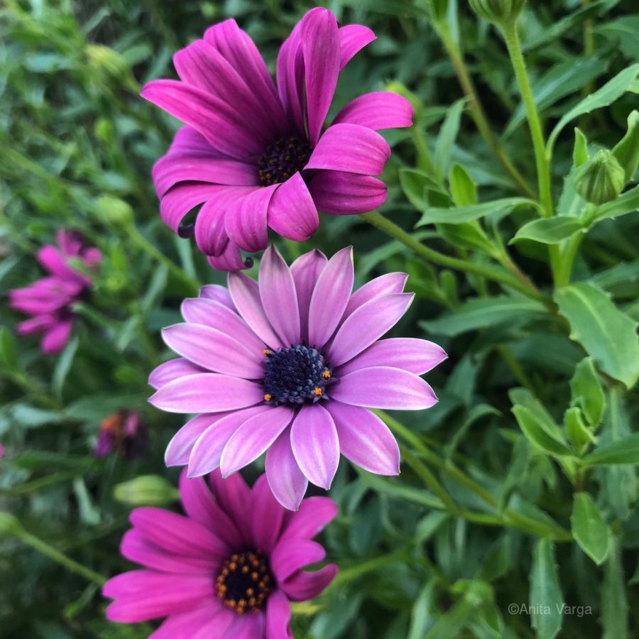 Purple flowers in Portugal by Anita Varga Wall Art