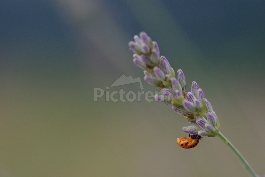 Ladybug nymph by Naturapix Wall Art
