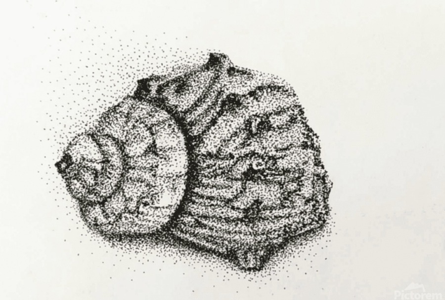 The Black Sea Shell by Petra Renyai Wall Art