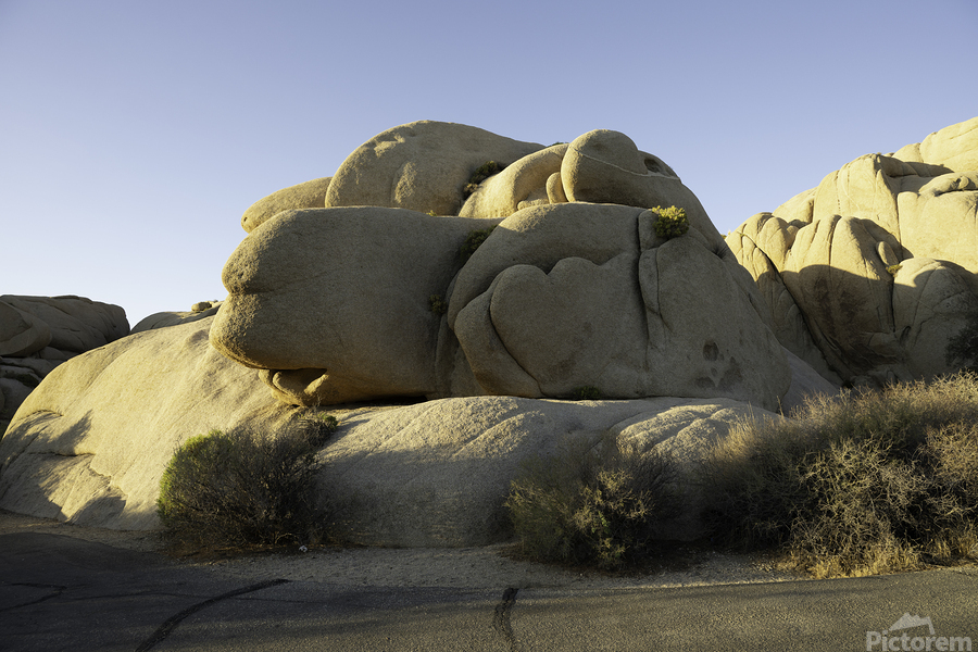 Jashua Tree by HADI BARADARAN Wall Art