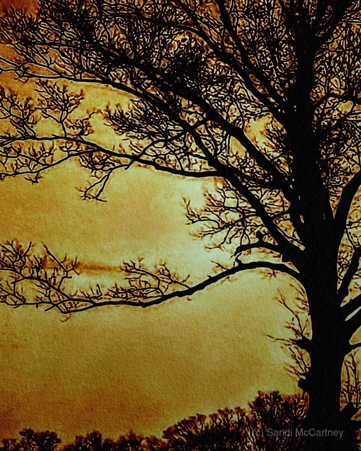 Autumn Awakens by Sandi McCartney Wall Art