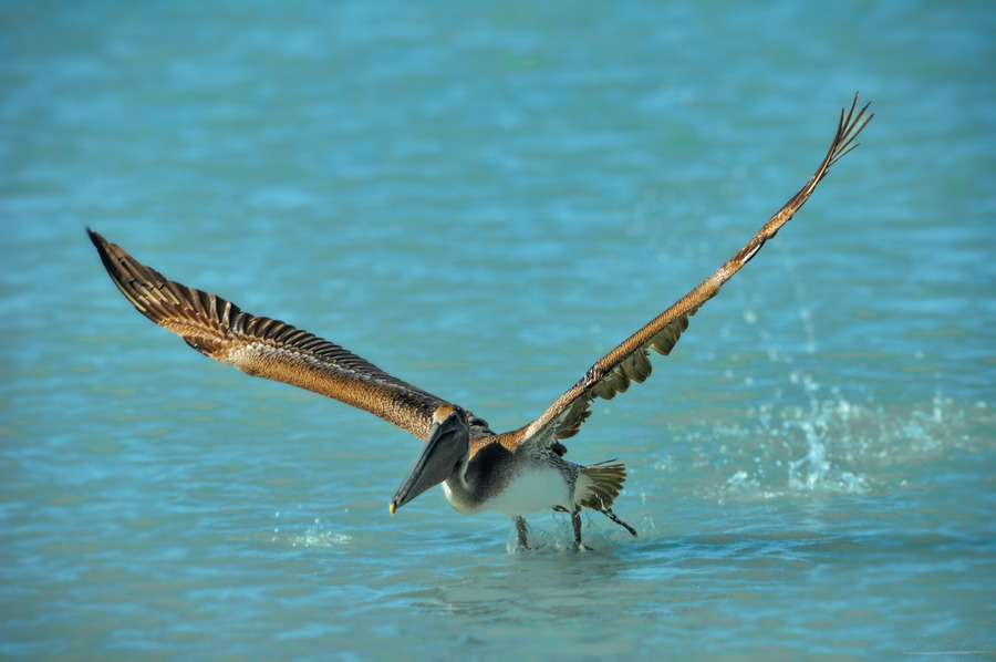 Bird Landing by Salty Life Photograpy Wall Art