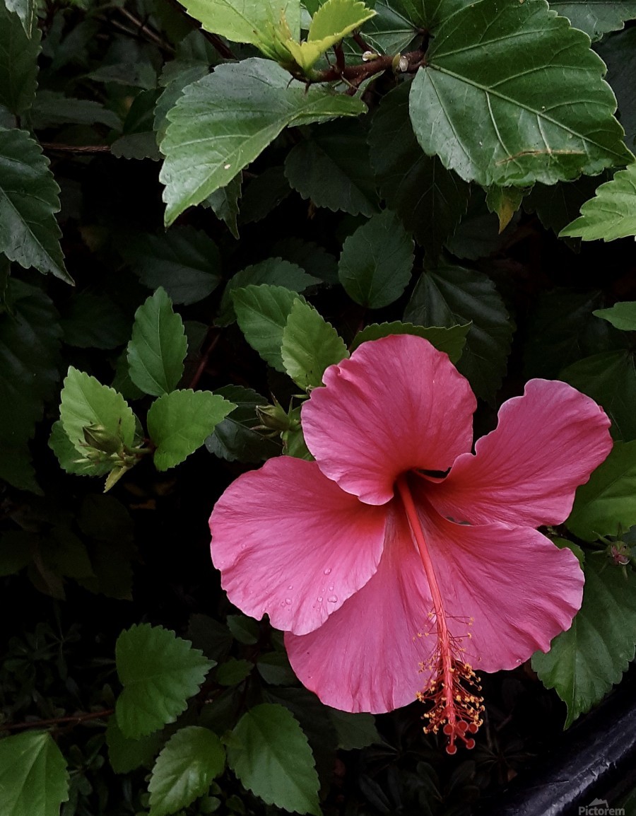 Pink Paradise by Erikka Ramirez Wall Art