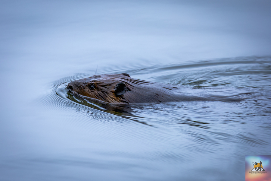 Beaver On still Waters by Marc Gilbert Photography Wall Art