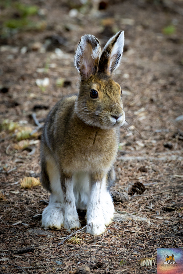Bunny by Marc Gilbert Photography Wall Art