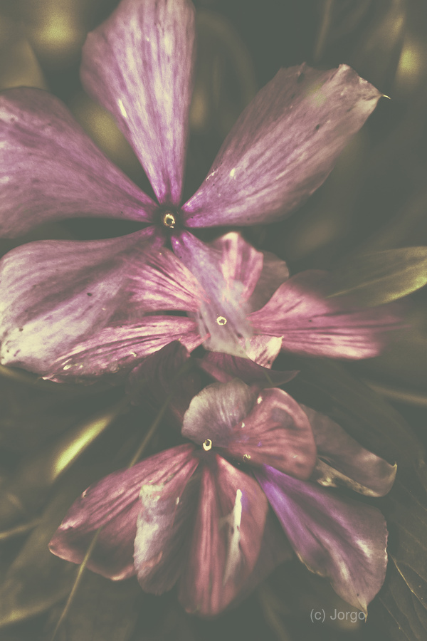 Flow er by Jorgo Wall Art