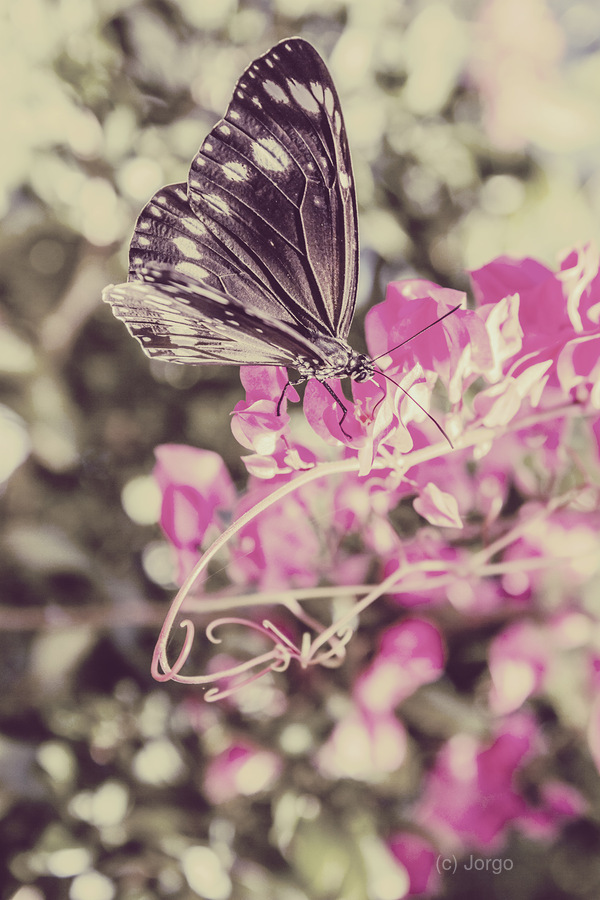 Antique spring by Jorgo Wall Art