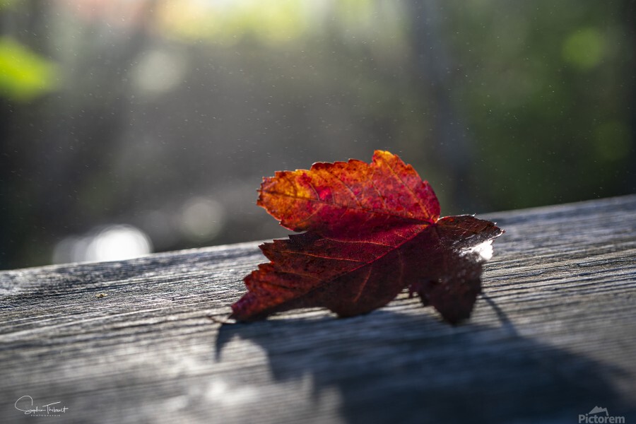 La brume qui danse by Sophie Thibault Wall Art