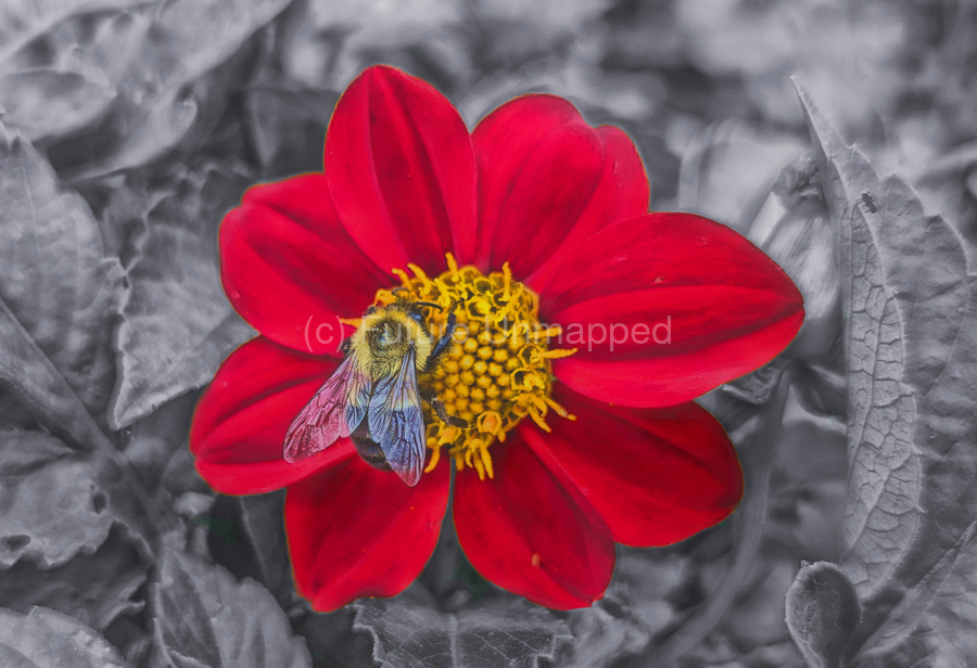 Lone Bee Red Dahlia by Future Unmapped Wall Art