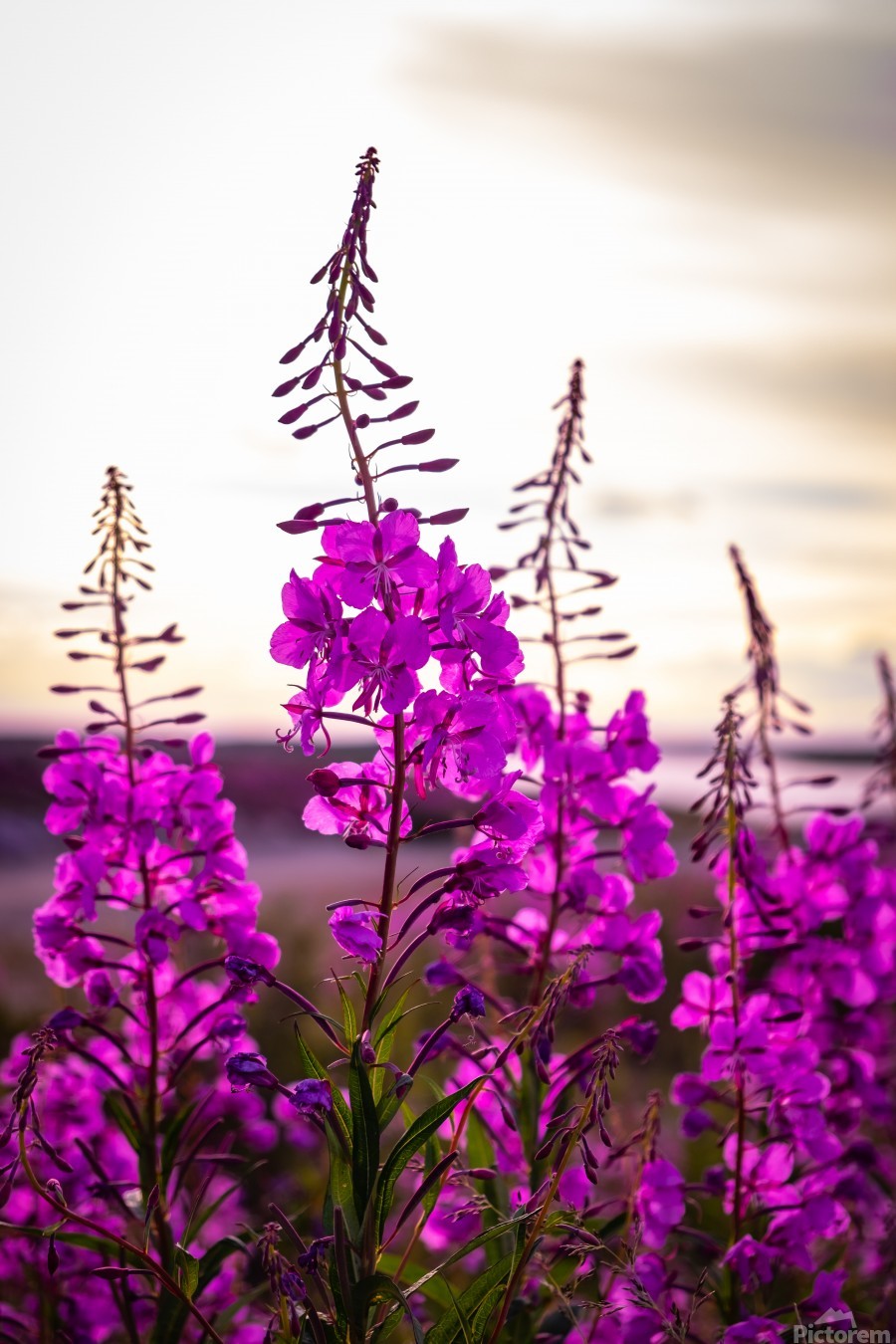 Fireweed by Matonabee Paulette Photography Wall Art