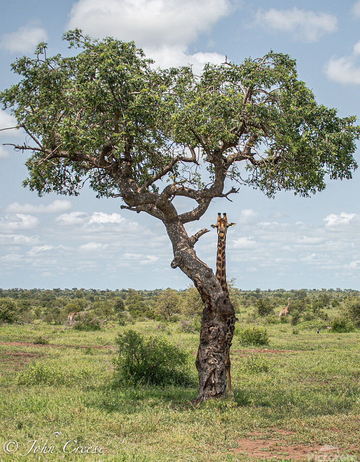 Giraffe by JohnCreesePhotography Wall Art