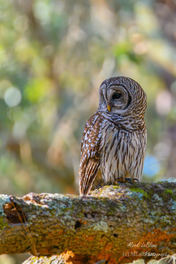 The Owl by MLeBlanc Wall Art