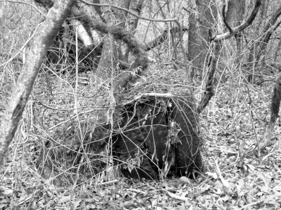 12348016_10156348055455422_6611580971813082148_n by Levi Perry Wall Art