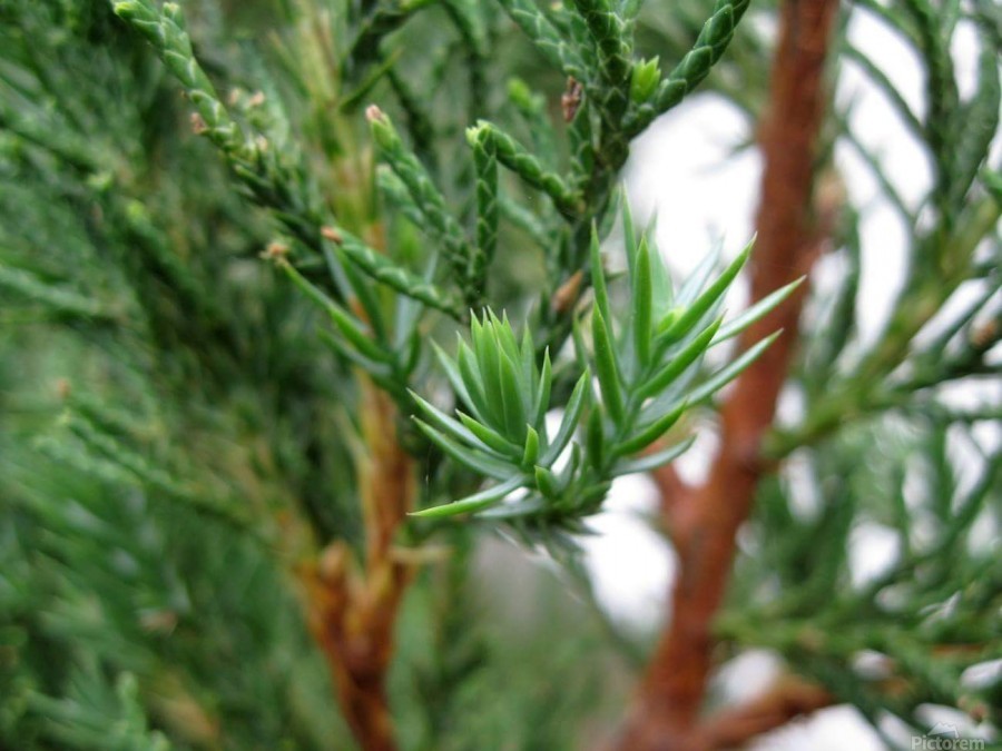 13581952_10157168765275422_3611692371982893744_o by Levi Perry Wall Art