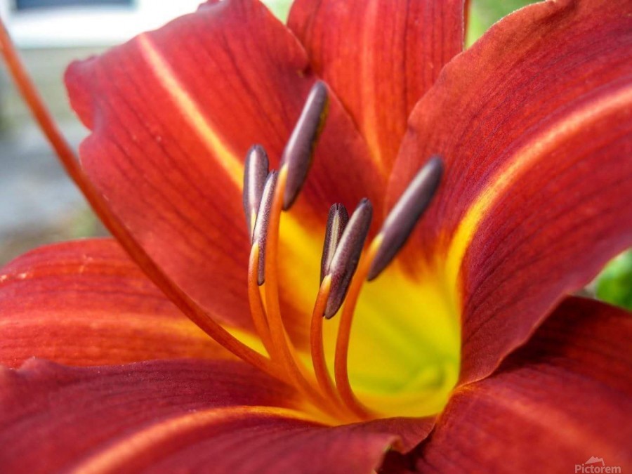 13641049_10157174176380422_4555945765177254995_o by Levi Perry Wall Art