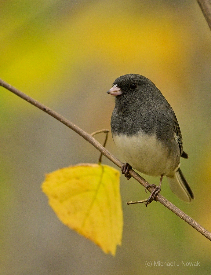 Dark Eyed Junco by Michael J Nowak Wall Art