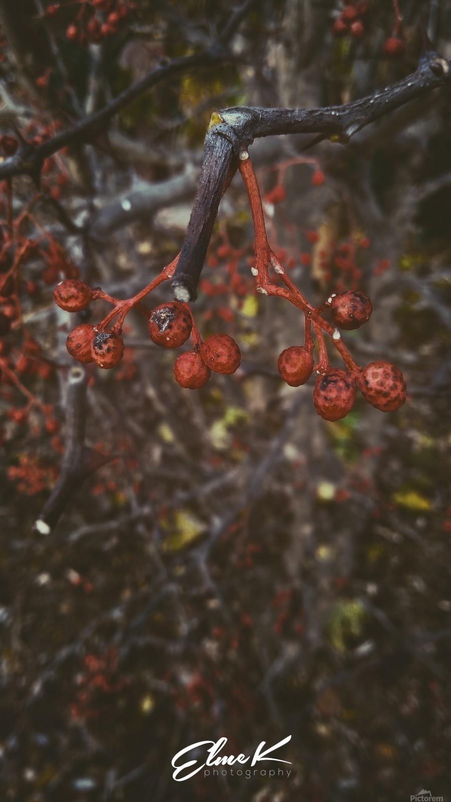 Red Bullets by ElmeK Wall Art
