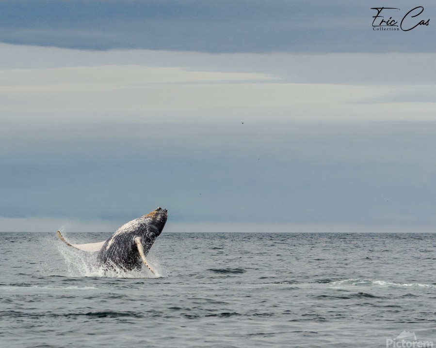 The Skipper by Eric Cas Collections Wall Art