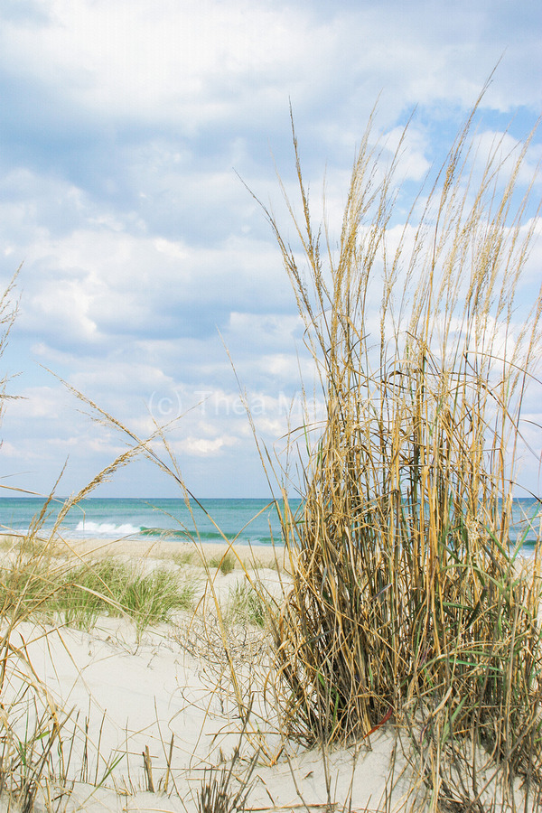 BEACH GRASS by Thea Menagh Wall Art