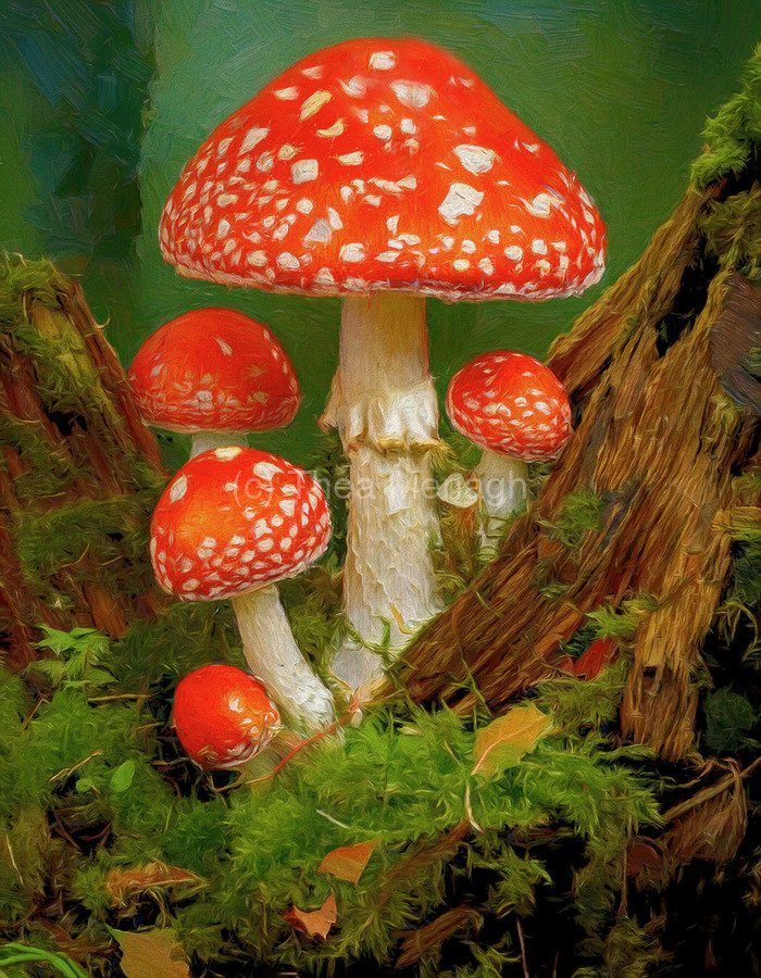 Red Spotted Toadstools by Thea Menagh Wall Art