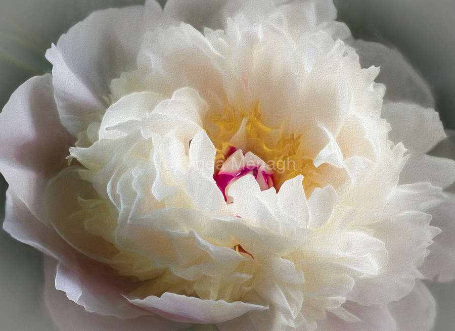 Transparent Peony Petals by Thea Menagh Wall Art