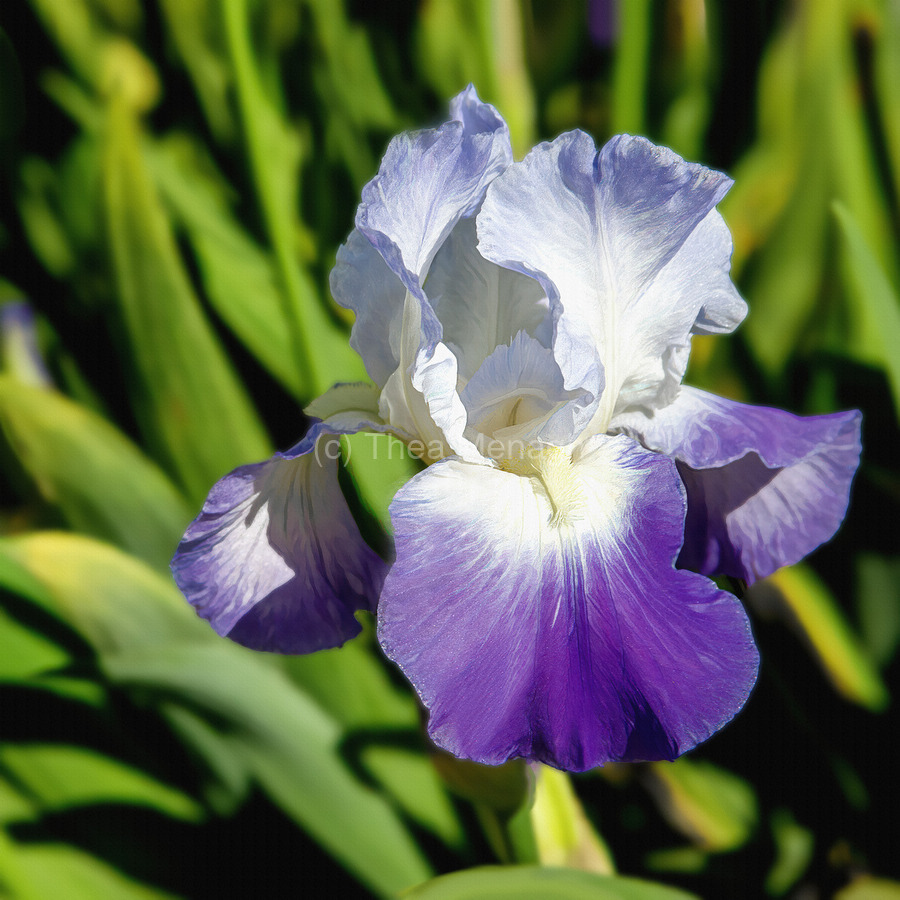 Iris is a Favourite Flower of Many by Thea Menagh Wall Art