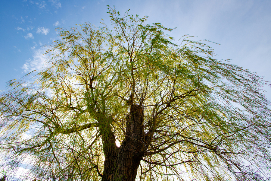 Healing of the Weeping Willow Tree by Thea Menagh Wall Art