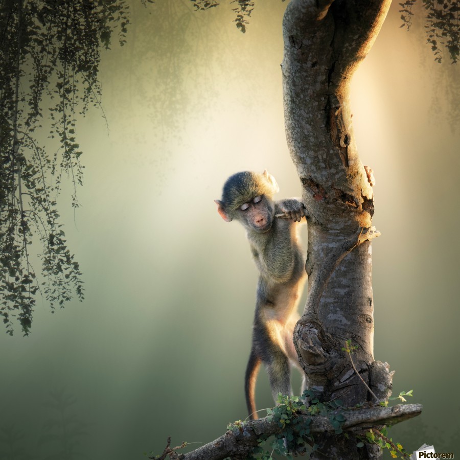 Baby Baboon in tree by Johan Swanepoel Wall Art