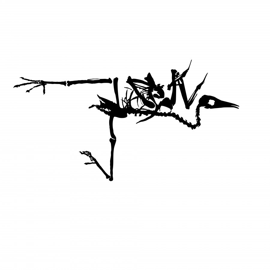 Fossil Bird by Shoosty Wall Art