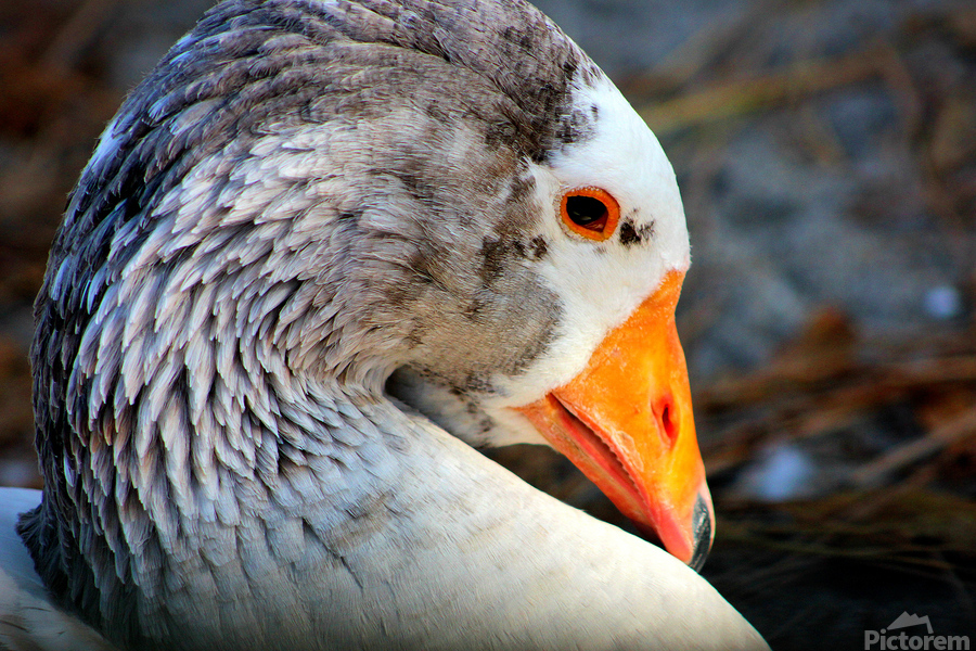 Goose in Profile by Jeremy Styron Wall Art