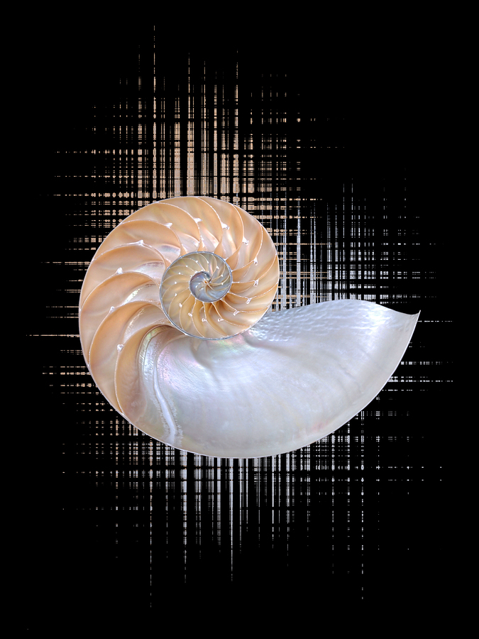 Nautilus Seashell Abstract Vertical by Gill Billington Wall Art