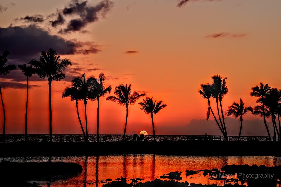 Palm tree sunset by Marolf Photography Wall Art