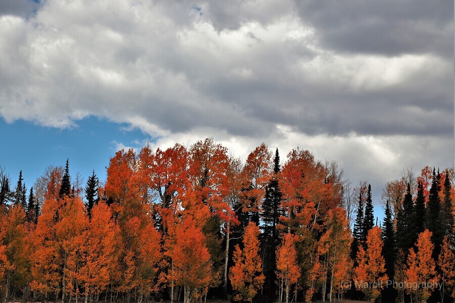 Cedar fall trees by Marolf Photography Wall Art