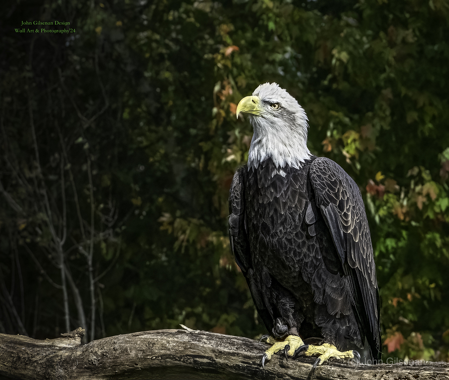 11572 Bald Eagle by John Gilsenan Wall Art