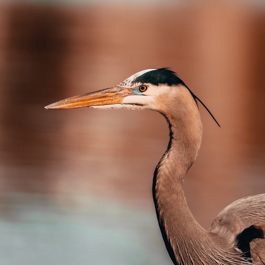 0A4A2321 No watermark 2 by Teymur Ayyubov Wall Art