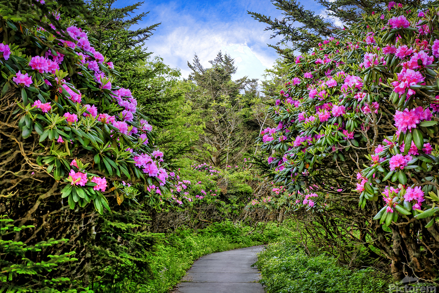 Roan Mountain Tennessee Spring Rhododendrons by Shelia Hunt Photography ...