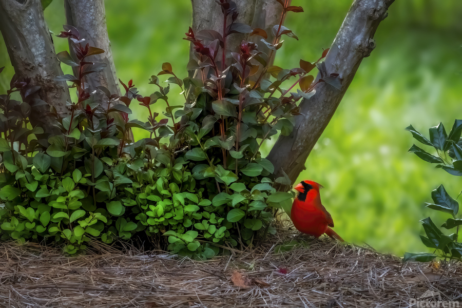 Cardinal Rule by Shelia Hunt Photography Wall Art