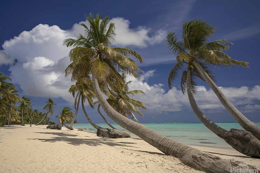 Coconut palm trees on beach and blue sky with clo by Violeta Popescu ...