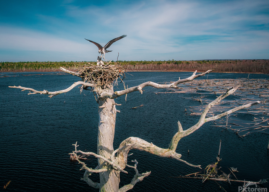 Builder bird par Hunter Wade