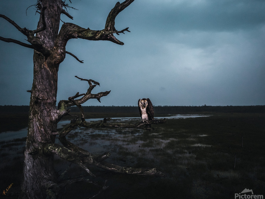 Sad Bird Revised by Hunter Wade Wall Art