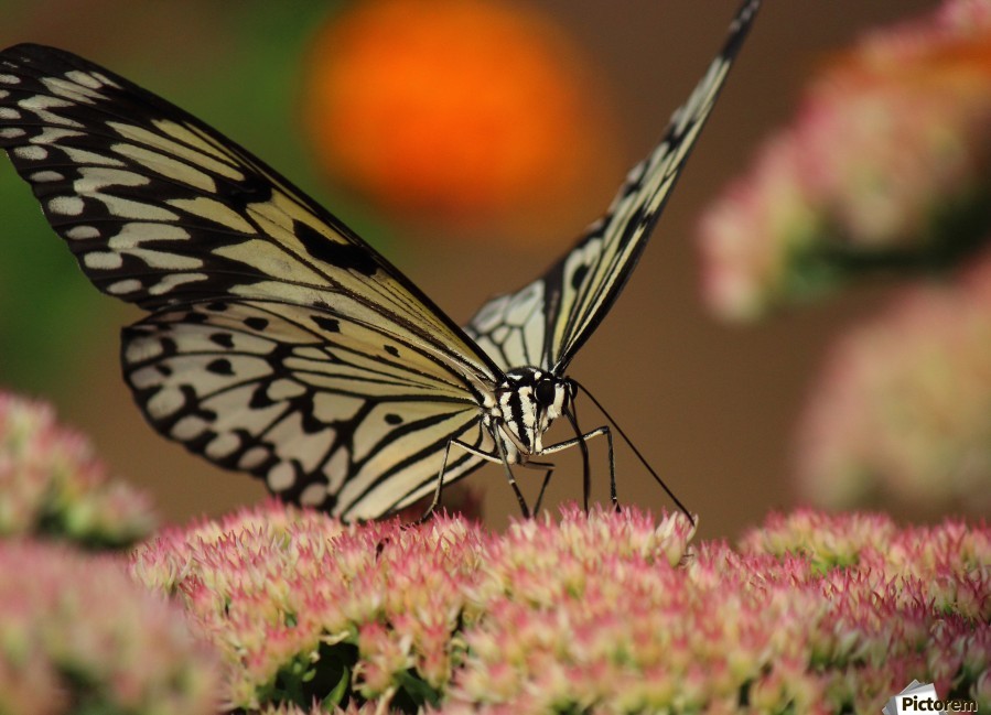Butterfly by Randy Hall by Randy Hall Wall Art